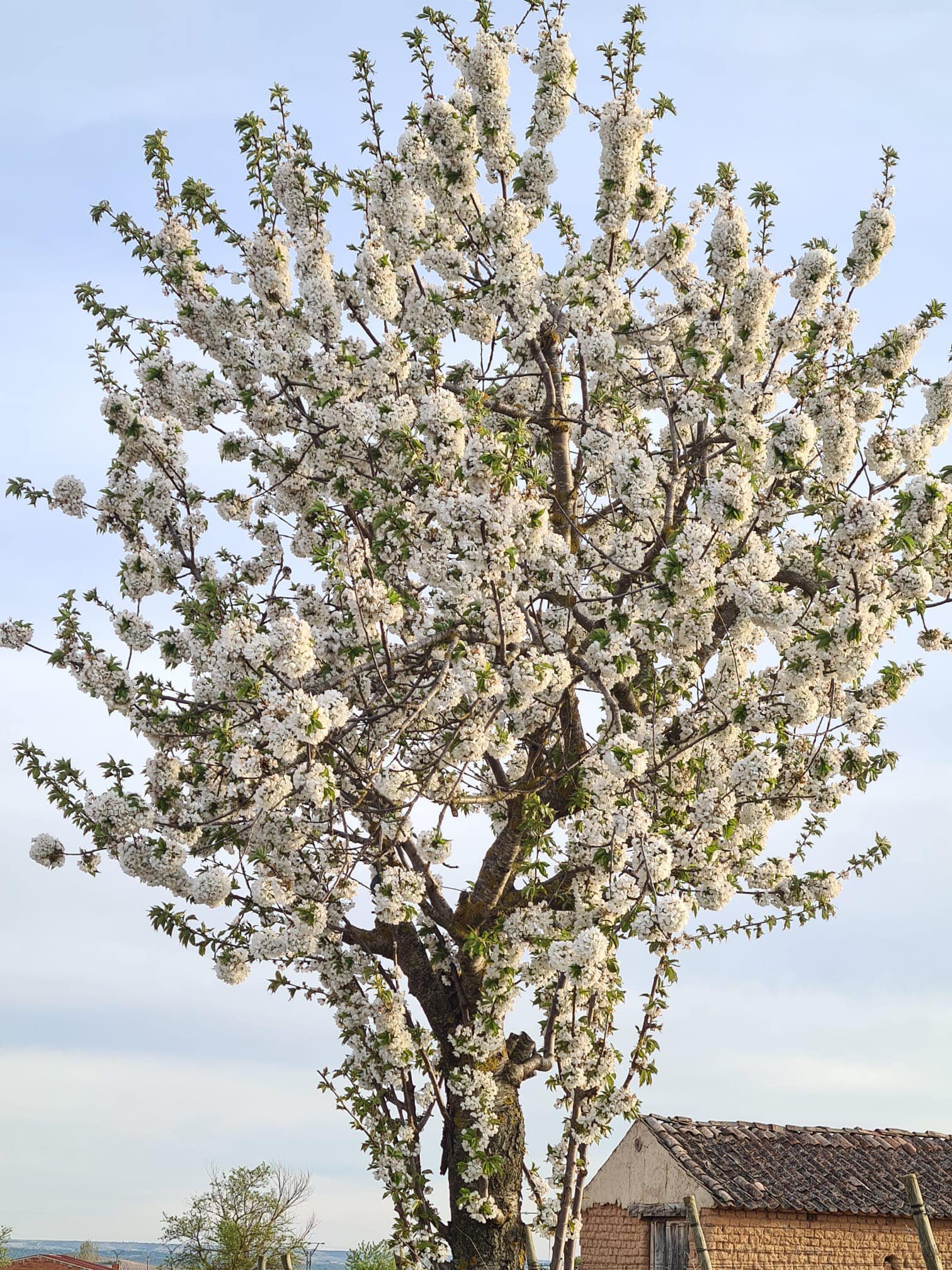 El Almendro floreció, y es primavera - VICARIATO APOSTOLICO DE PUYO